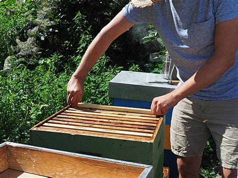 Bee Master Background Images Hd Pictures And Wallpaper For Free
