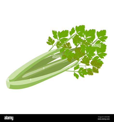 Celery Vector Illustration Isolated On White Background Stock Vector Image And Art Alamy