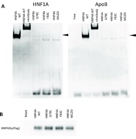 Dna Binding Properties Of Hnf4a Mutants A Electrophoretic Mobility