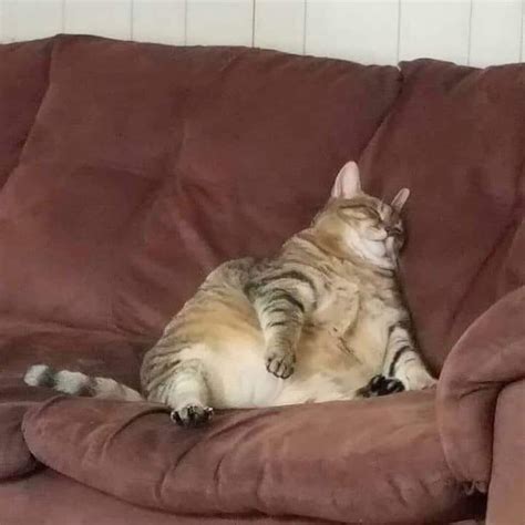 301 Best Sleepy Boi Images On Pholder Aww Technoblade And Dreamsmp