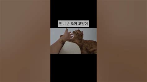 언니손 조아 고양이 코숏 Youtube
