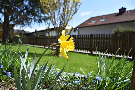 Grass Nature Flower Free Photo On Pixabay Pixabay
