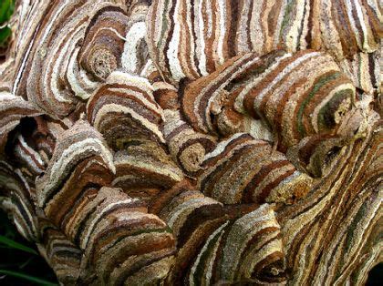 Effective Ways To Remove A Wasp Nest Safely