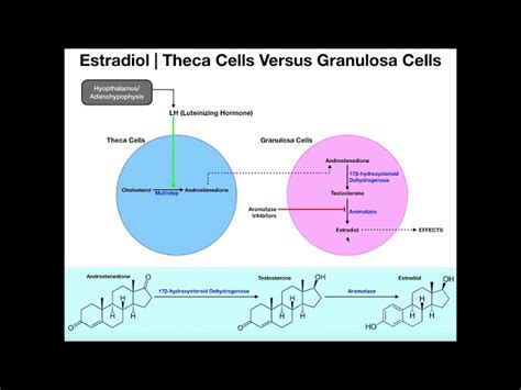 Granulosa Cells