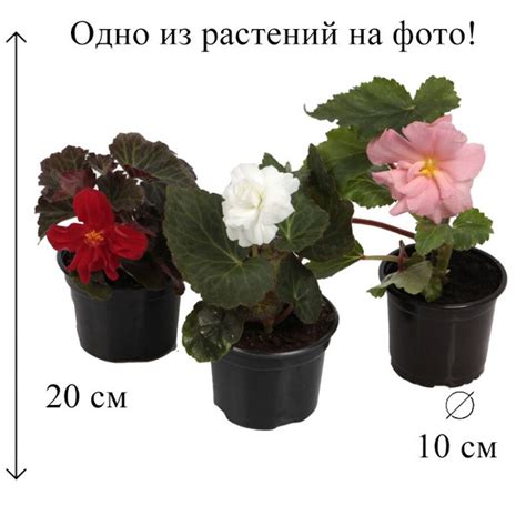 Бегония клубневая микс D-10 см, 10 дм, 1 шт - купить по выгодной цене в ...