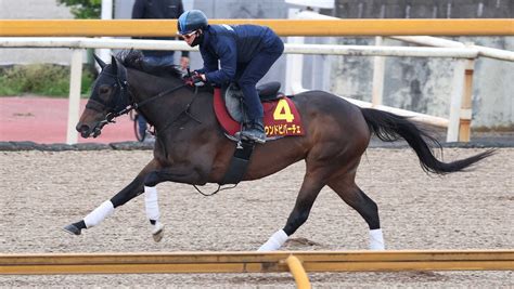 昨年の阪神牝馬s覇者サウンドビバーチェが引退、繁殖入り スポニチ競馬web