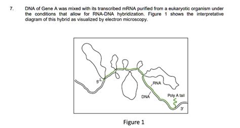 Dna Of Gene Was Mixed With Its Transcribed Mrna Purified From Eukaryotic Organism Under The
