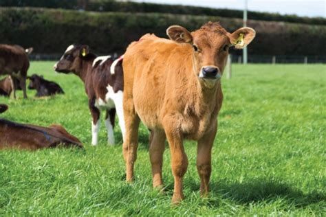 Calf Weaning And Shed Design Pgg Wrightson Grain