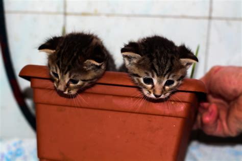 ჩვენი ცხოველები