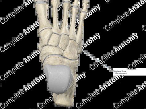 Cuboid Bone Complete Anatomy