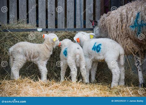 Lambs In A Lambing Pen Feeding During The Lambing Season Stock Image