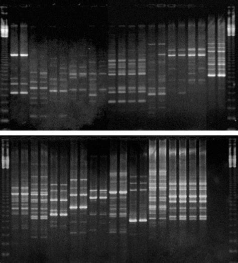 Rapd Electrophoretic Patterns Obtained With Primer Opc 02 In The Upper