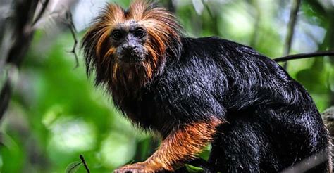 Primates Wounded Buffalo Sound Studios