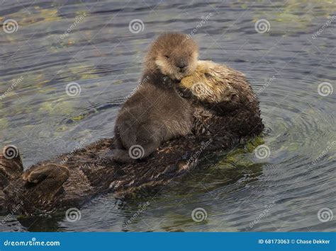 Sea Otter Mother And Pup Stock Image Image Of Endangered 68173063