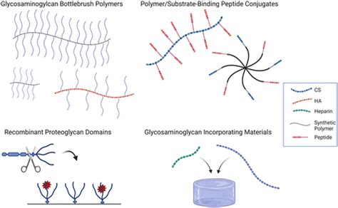 Proteoglycan Cartilage