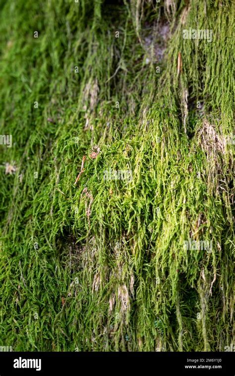 Tree Trunk Covered With Moss Moss Texture Macro View In Nature For