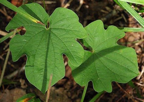 25 Dioscorea Nipponica Seeds Makino Plant Seeds Seedsforgarden