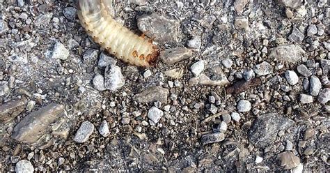 Mystery Bugs In Ky Album On Imgur