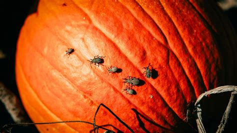 7 Pumpkin Pests To Watch Out For Management Tips
