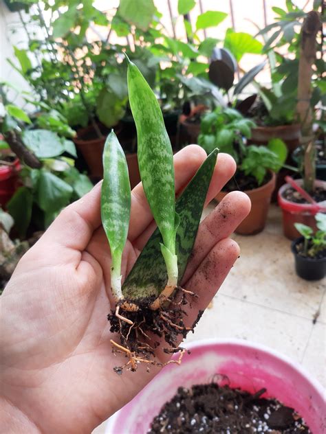 37 Best Umaryfox Images On Pholder Portugal Houseplants And