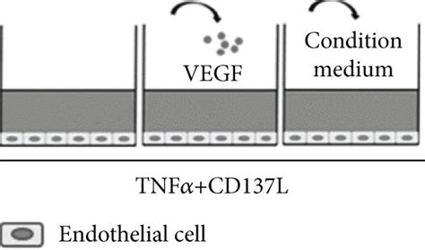 Cd137 Signaling Increased Endothelial Secretion Of Vegfa A Schematic
