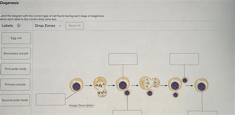Solved Oogenesislabel The Diagram With The Correct Type Of
