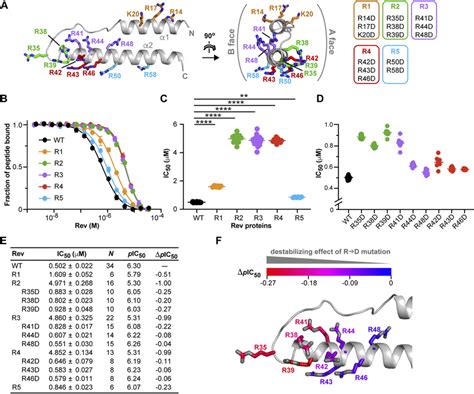 Charge Reversal Mutations Identify An Impβ Binding Epitope On Rev A