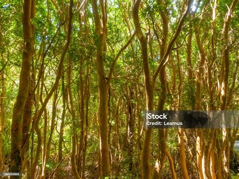 칠레 칠로아 섬 서부 해안의 칠로아 국립공원 칠로에 섬에 대한 스톡 사진 및 기타 이미지 Istock