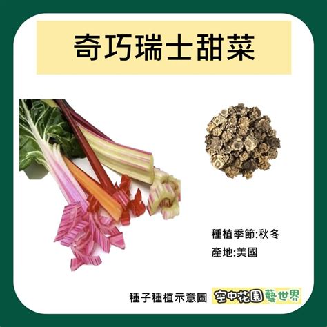 【台灣出貨 電子發票】奇巧瑞士甜菜 種子 25粒 彩色 甜菜根 種菜 花園 療育種植種菜 菜籽 空中花園藝世界 蝦皮購物