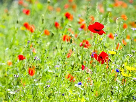 Fleur Prairie Fleurie La Nature Photo Gratuite Sur Pixabay Pixabay