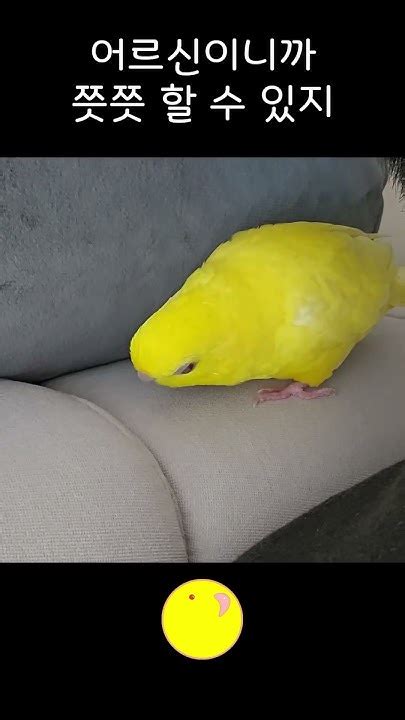 한심해도 조금만 참으세요 Youtube