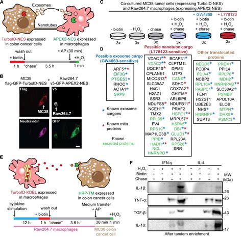 dynamic mapping of proteome trafficking within and between living cells