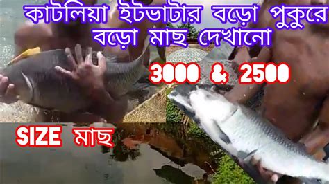 কাটলিয়া ইটভাটার বড়ো পুকুরে বড়ো মাছ দেখানোbongbrother F6r