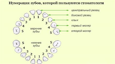 Название зубов у взрослого человека и ребенка