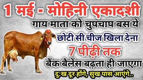 1 मई मोहिनी एकादशी गाय को खिला दे ये 1 चीज पूरी साल पैसा खींचा चला आएगा