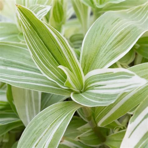 5 Tradescantia Fluminensis ‘variegata Cuttings Cream And Green Unroot