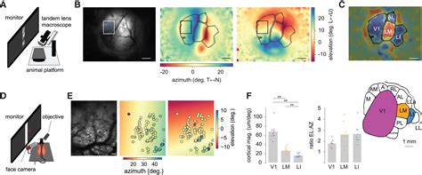 Neural Correlates Of Visual Object Recognition In Rats Cell Reports