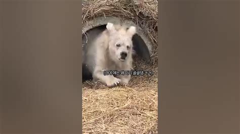 겨울잠 자는 곰들이 겪는 일들 Youtube