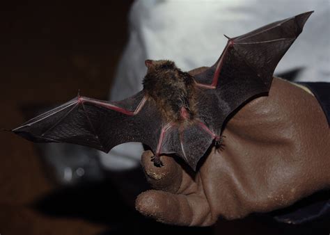 Myotis Sodalis Identification