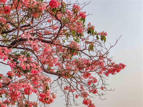 ផ្កាសាគូរ៉ាខ្មែរ មានឈ្មោះពិតថា ផ្កាជម្ពូទេព