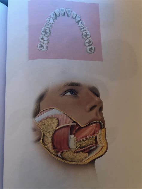Digestive System Diagram Quizlet