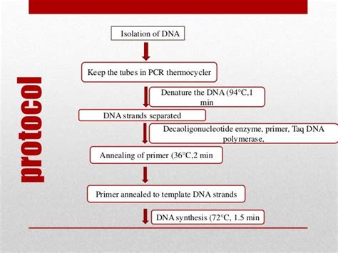 Random Amplified Polymorphic Dna Rapd