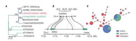 跟着science学作图：r语言ggplot2作图展示基因组局部区域的共线性 腾讯云开发者社区 腾讯云