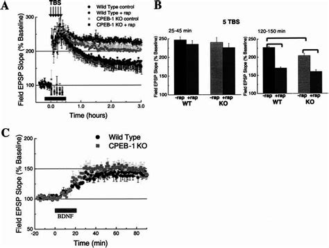 A Rapamycin Effect On Five Trains Of Theta Bursts Evoked Long Term