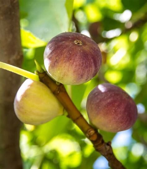 آفات و بیماری های درخت انجیر اپلیکیشن زینگ باربری آنلاین