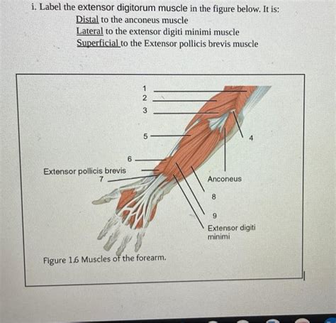Solved Label The Extensor Digotorum Muscle In The Figure