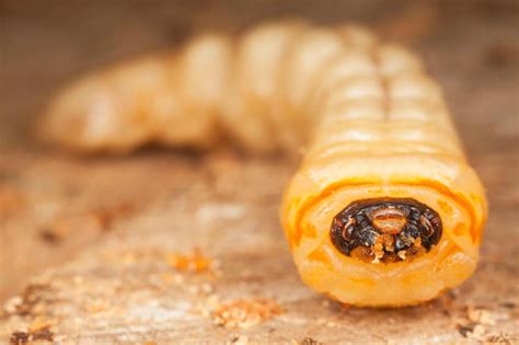 The 18 Scariest Computer Viruses Of All Time Techrepublic