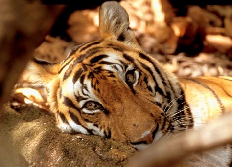 Wwf Hong Kong Tigers In The Wild Wwf Aims To Double The Population