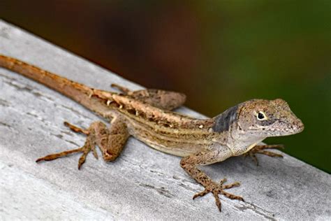 Kleine Eidechse Die Weltenbummler