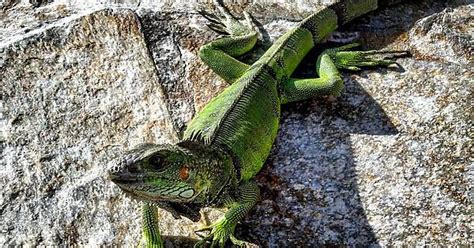 A Cool Iguana I Saw In Aruba Imgur